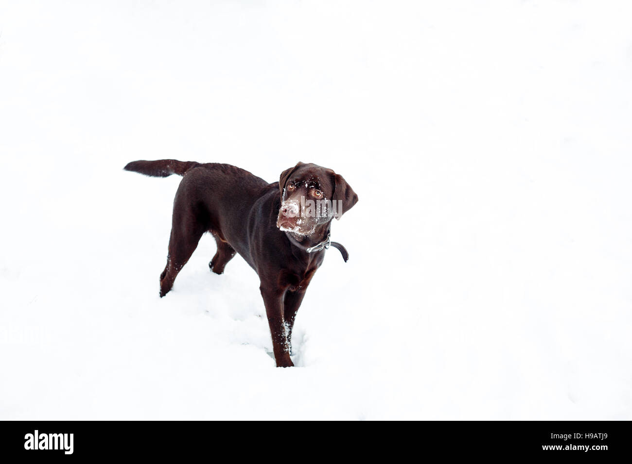 Pretty brown Labrador Retriever in winter forest Stock Photo - Alamy