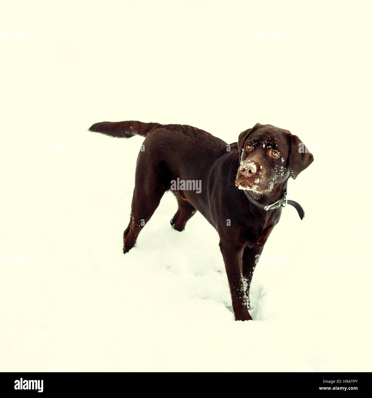 Pretty brown Labrador Retriever in winter, toned Stock Photo - Alamy