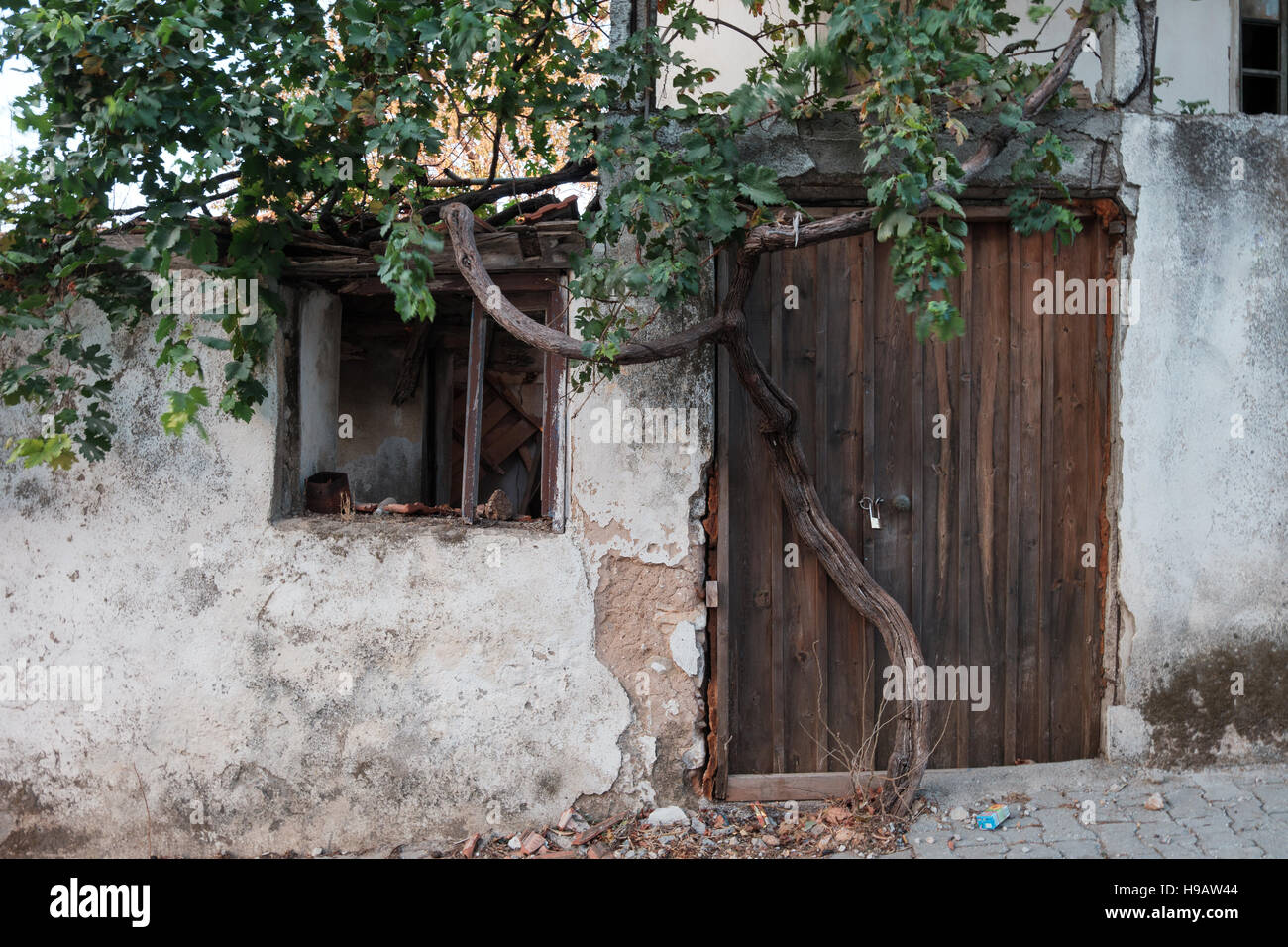 Trees covering old home hi-res stock photography and images - Alamy
