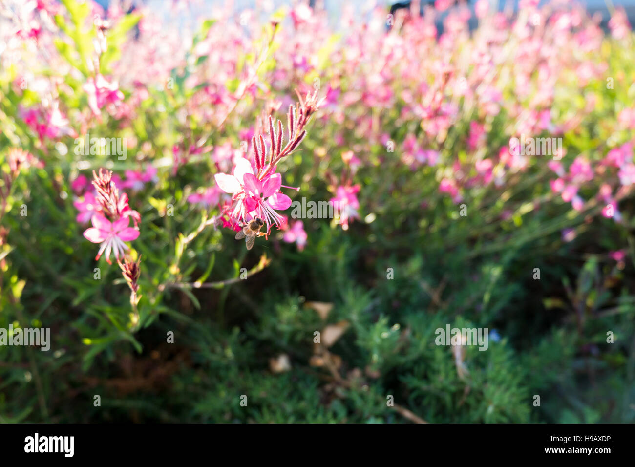 Pink flower and green grass hi-res stock photography and images - Alamy