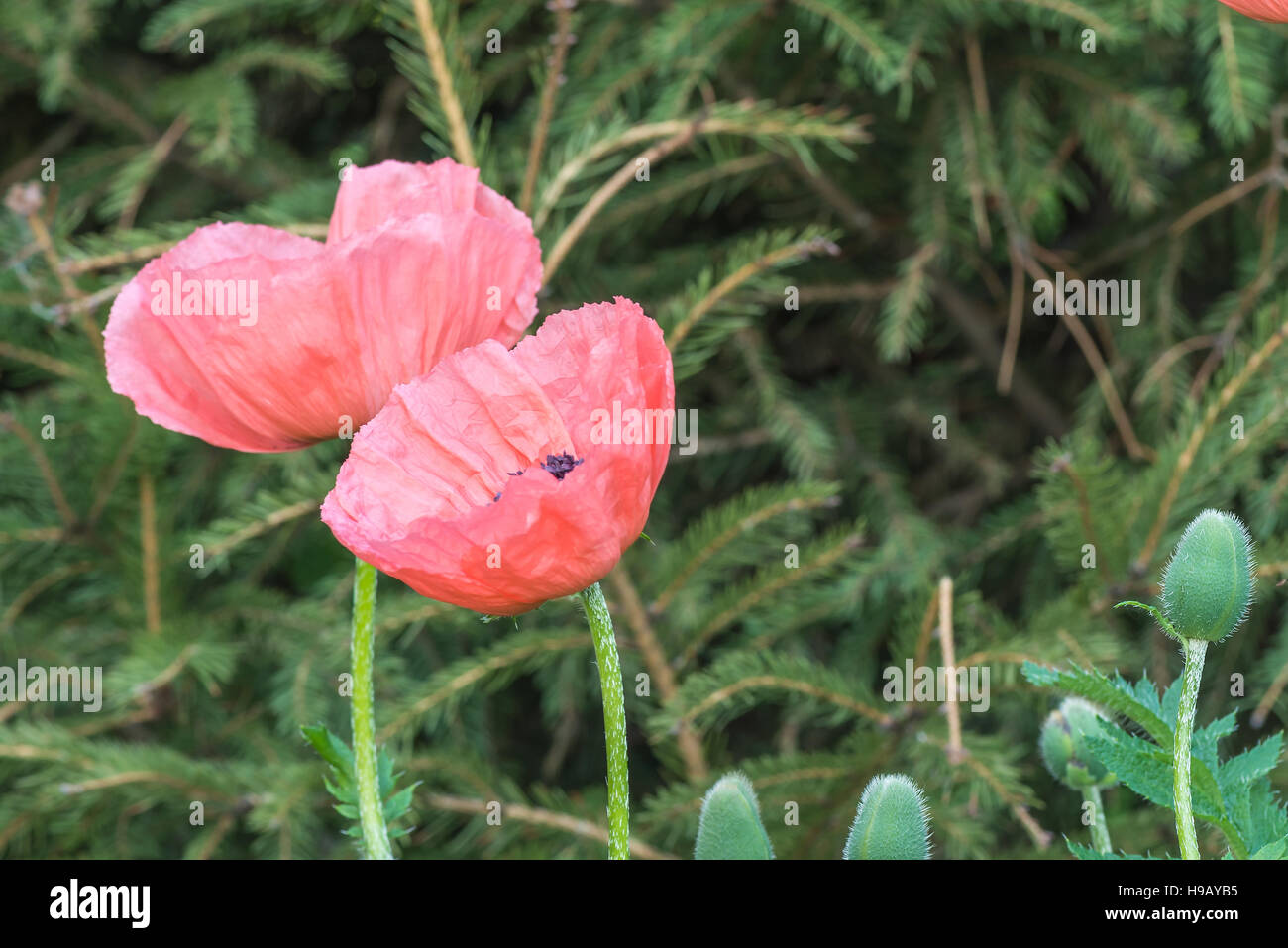 Decorative poppies in the garden Stock Photo - Alamy