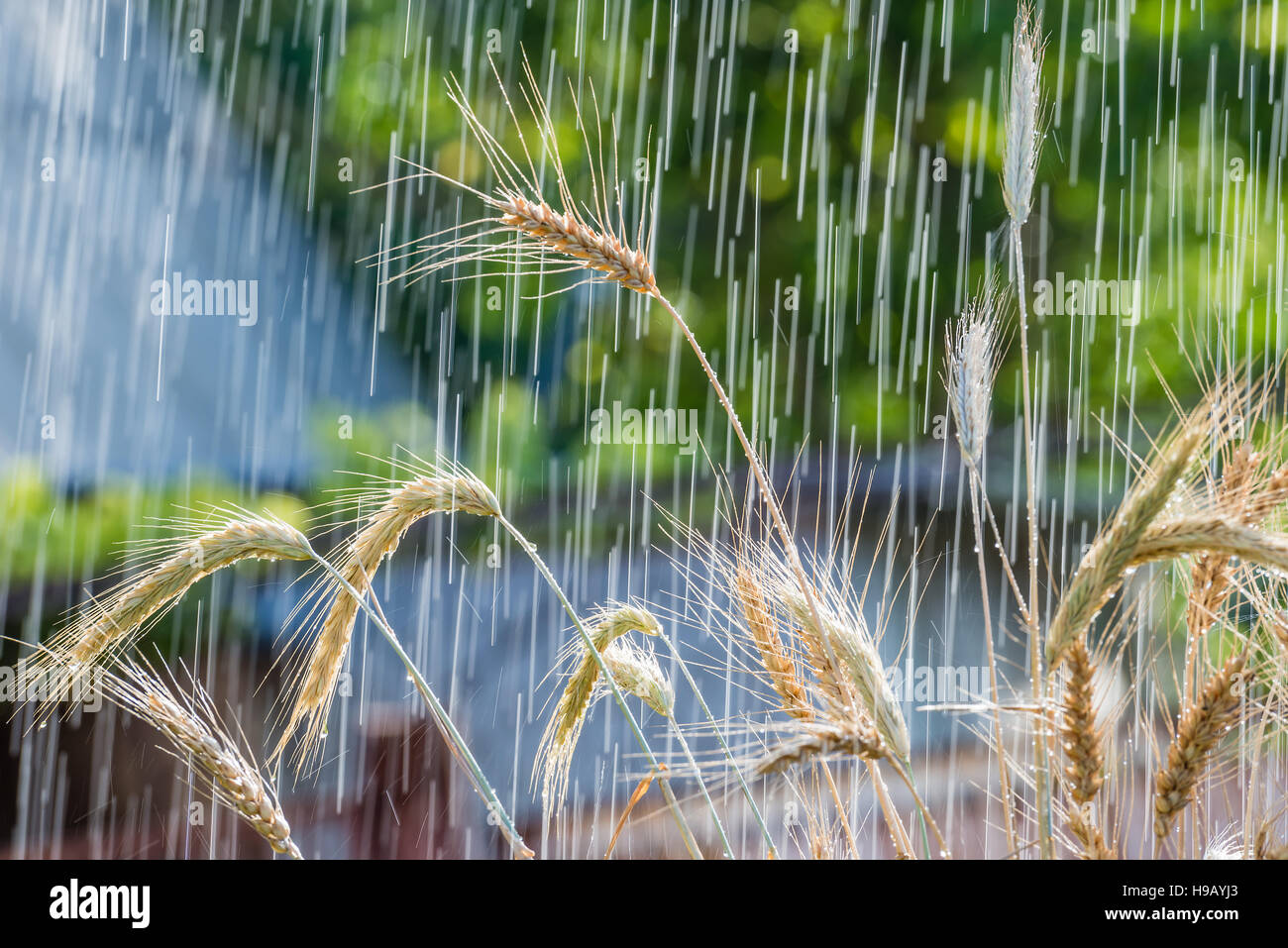 Rye by the water hi-res stock photography and images - Alamy
