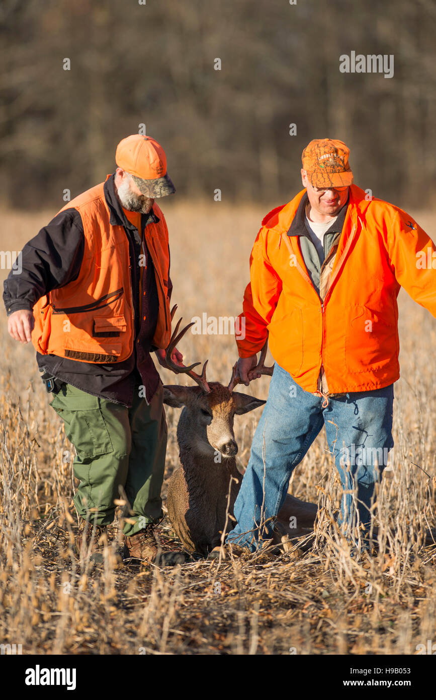 A pair of Deer Hunters dragging a large buck into a trailer Stock Photo ...