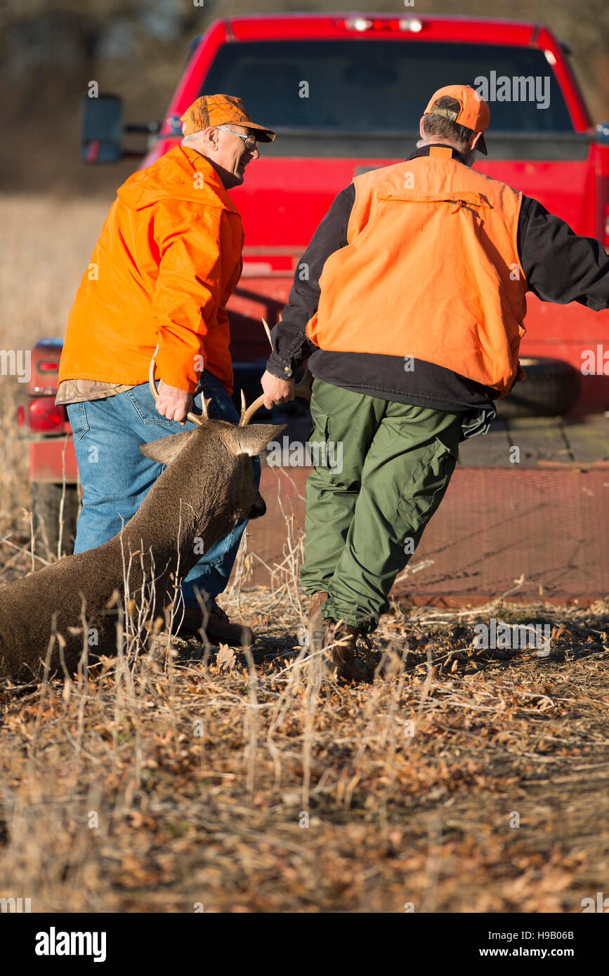 A pair of Deer Hunters dragging a large buck into a trailer Stock Photo ...