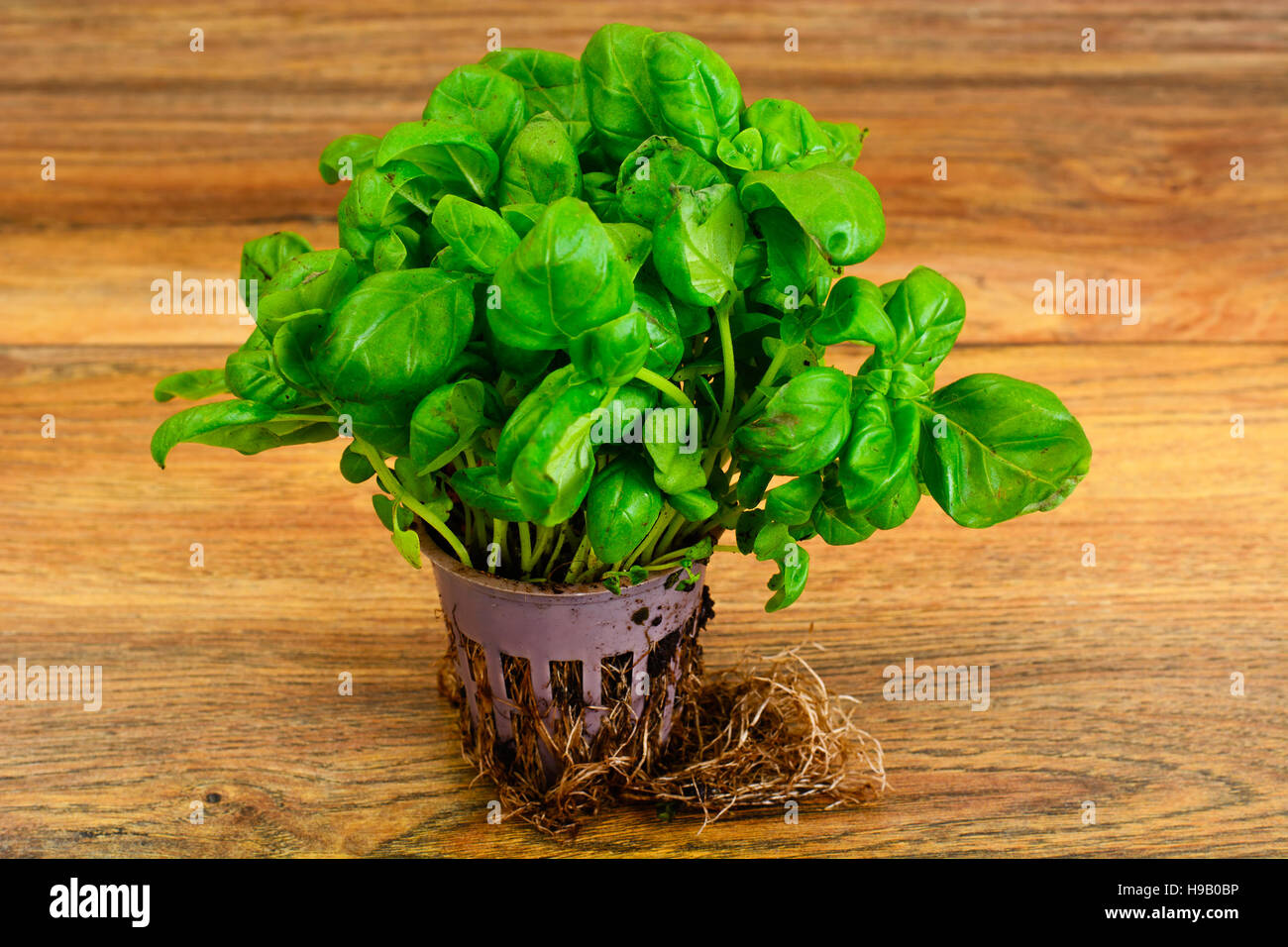 Basil Studio Photo Stock Photo - Alamy