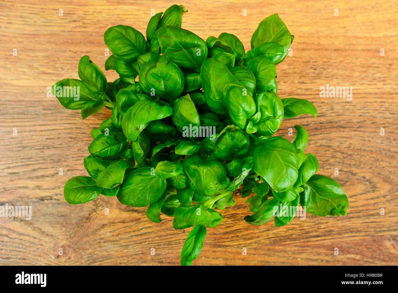 Basil Studio Photo Stock Photo - Alamy