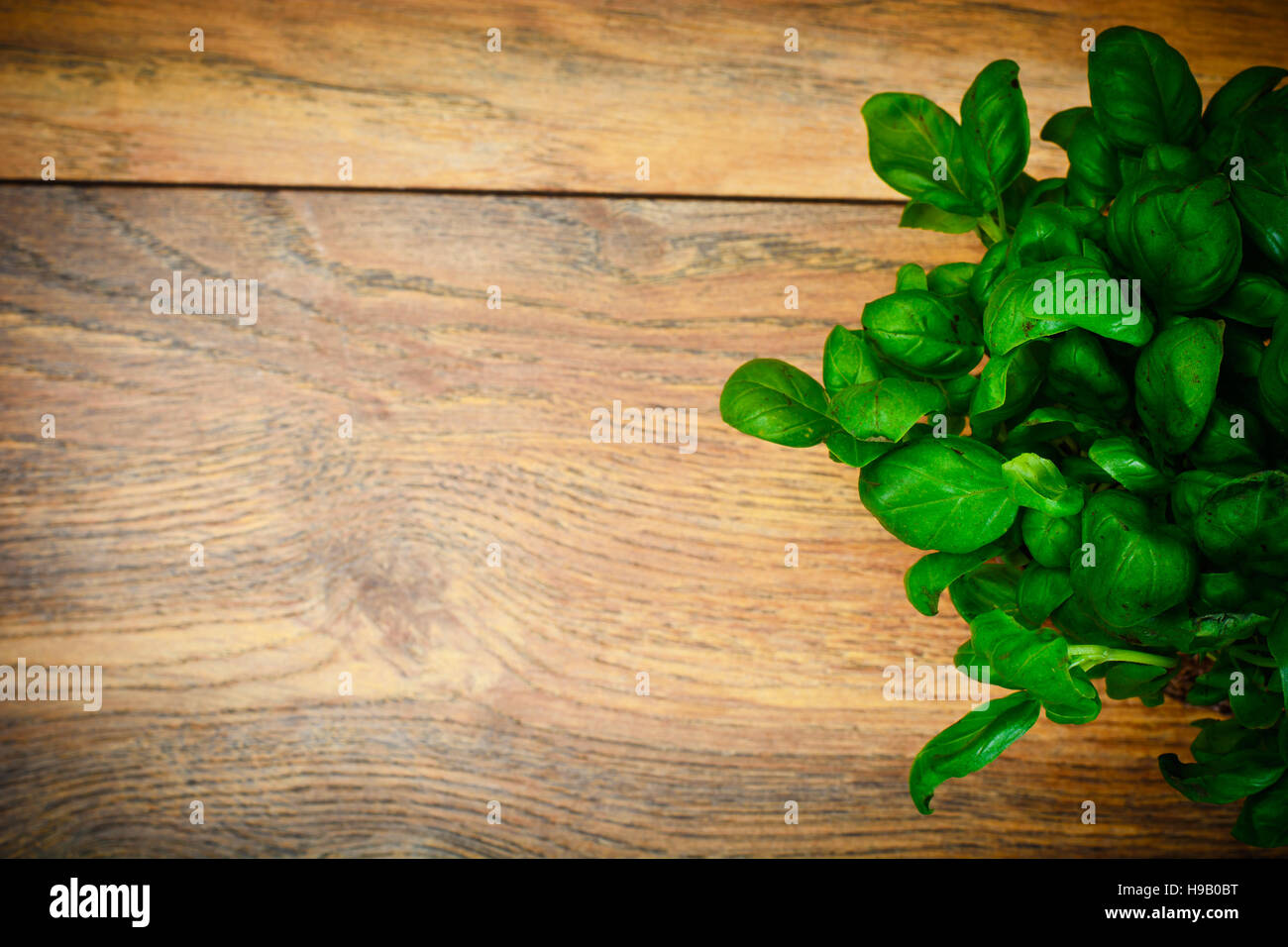 Basil Studio Photo Stock Photo - Alamy