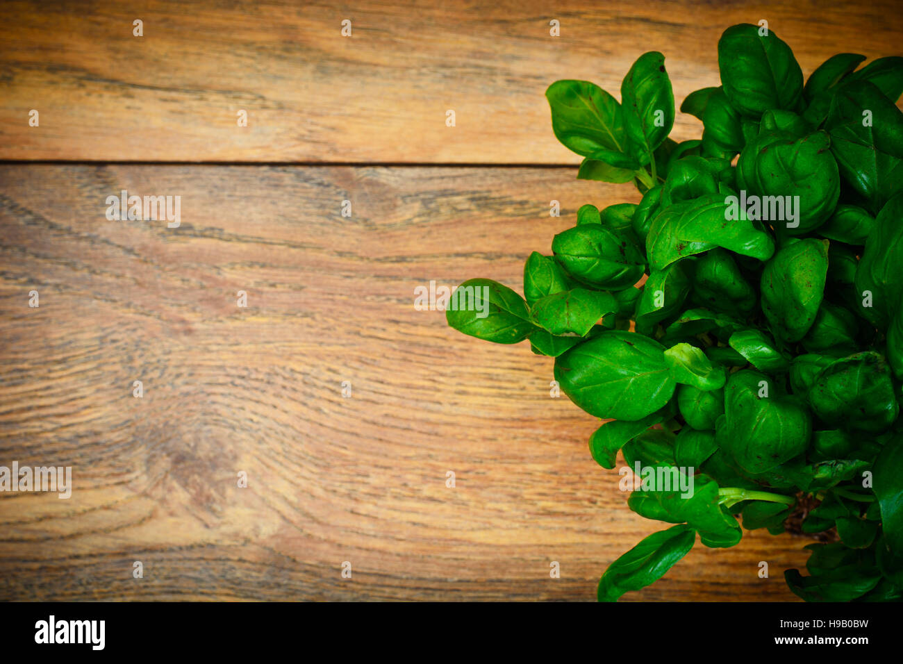 Basil Studio Photo Stock Photo - Alamy