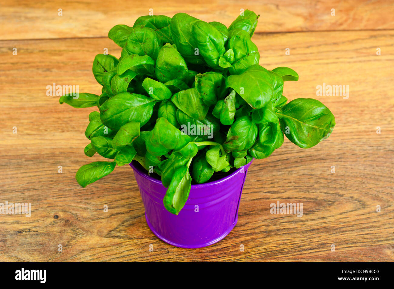 Basil Studio Photo Stock Photo - Alamy