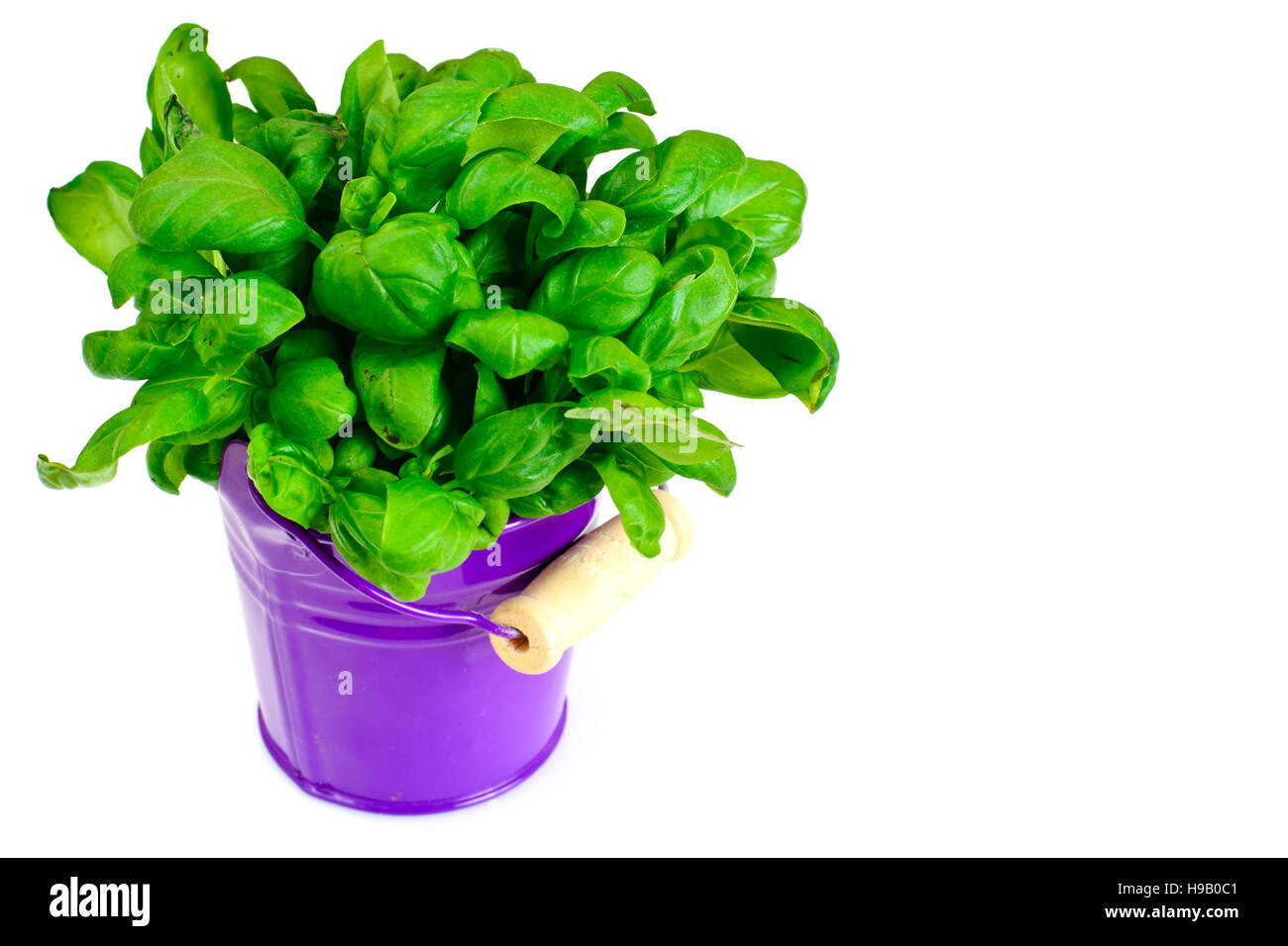 Basil Studio Photo Stock Photo - Alamy