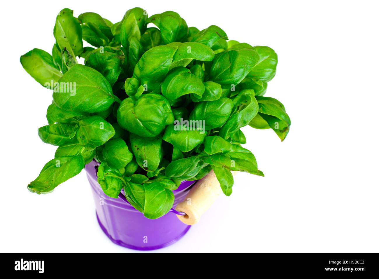 Basil Studio Photo Stock Photo - Alamy