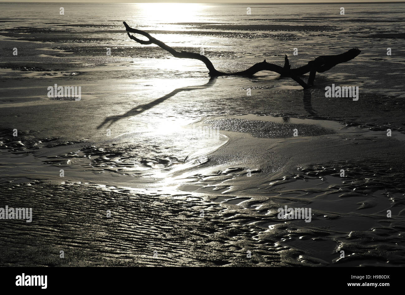 Log black crooked tree branch lying beach sand centre foreground hi-res ...