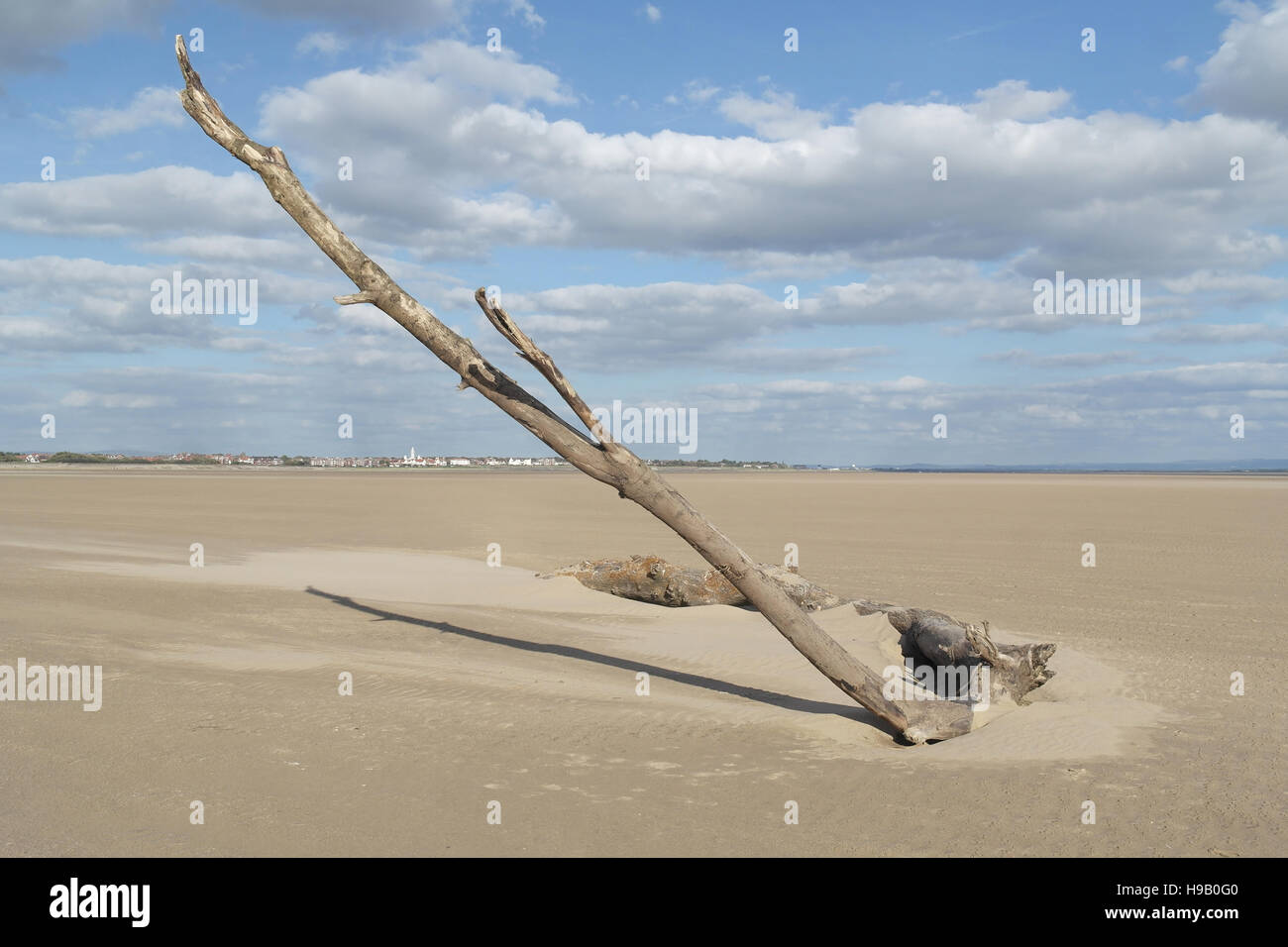 1 tall slanting branch leaning left standing rising trunk end hi-res ...