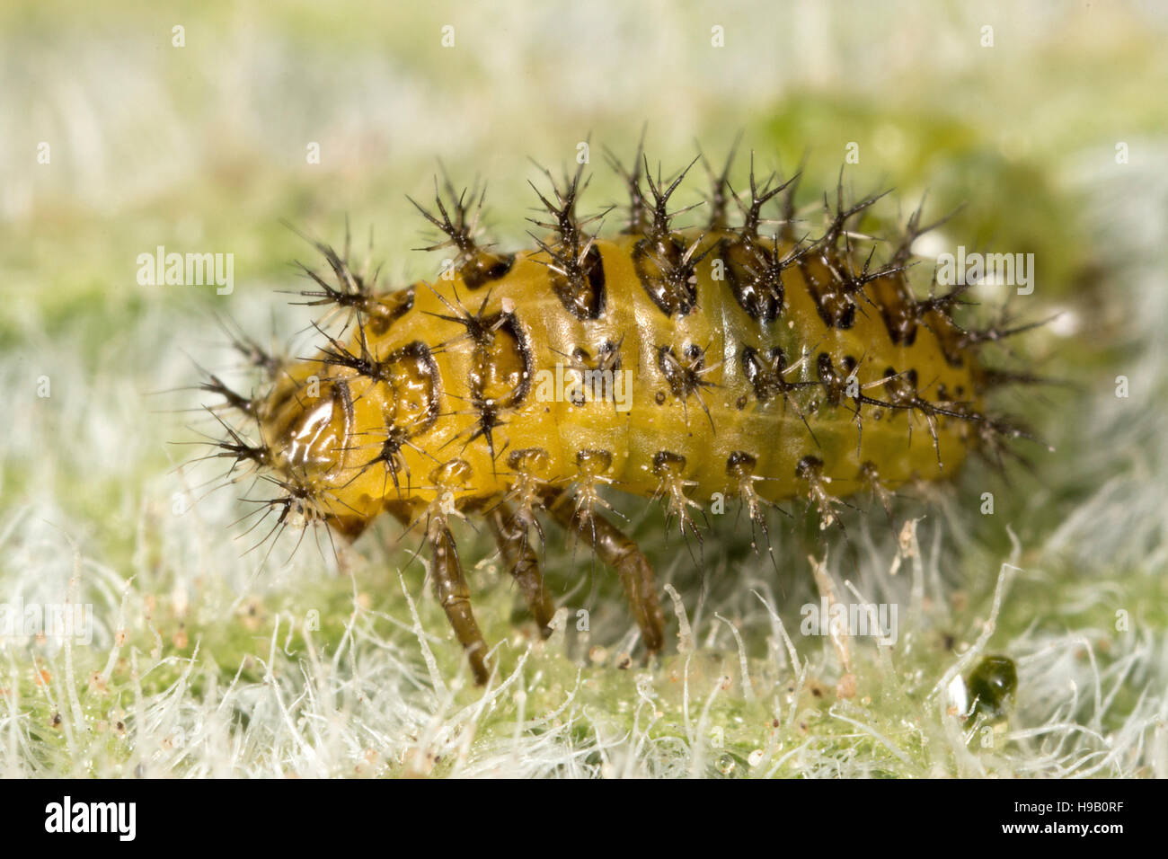Ladybird Caterpillar (Larva Stock Photo - Alamy