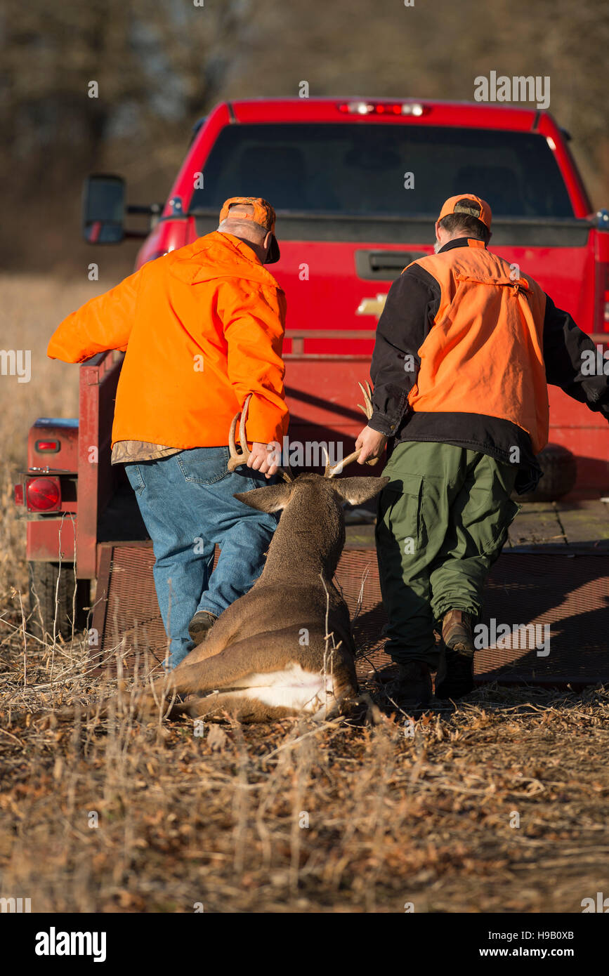 A pair of Deer Hunters dragging a large buck into a trailer Stock Photo ...