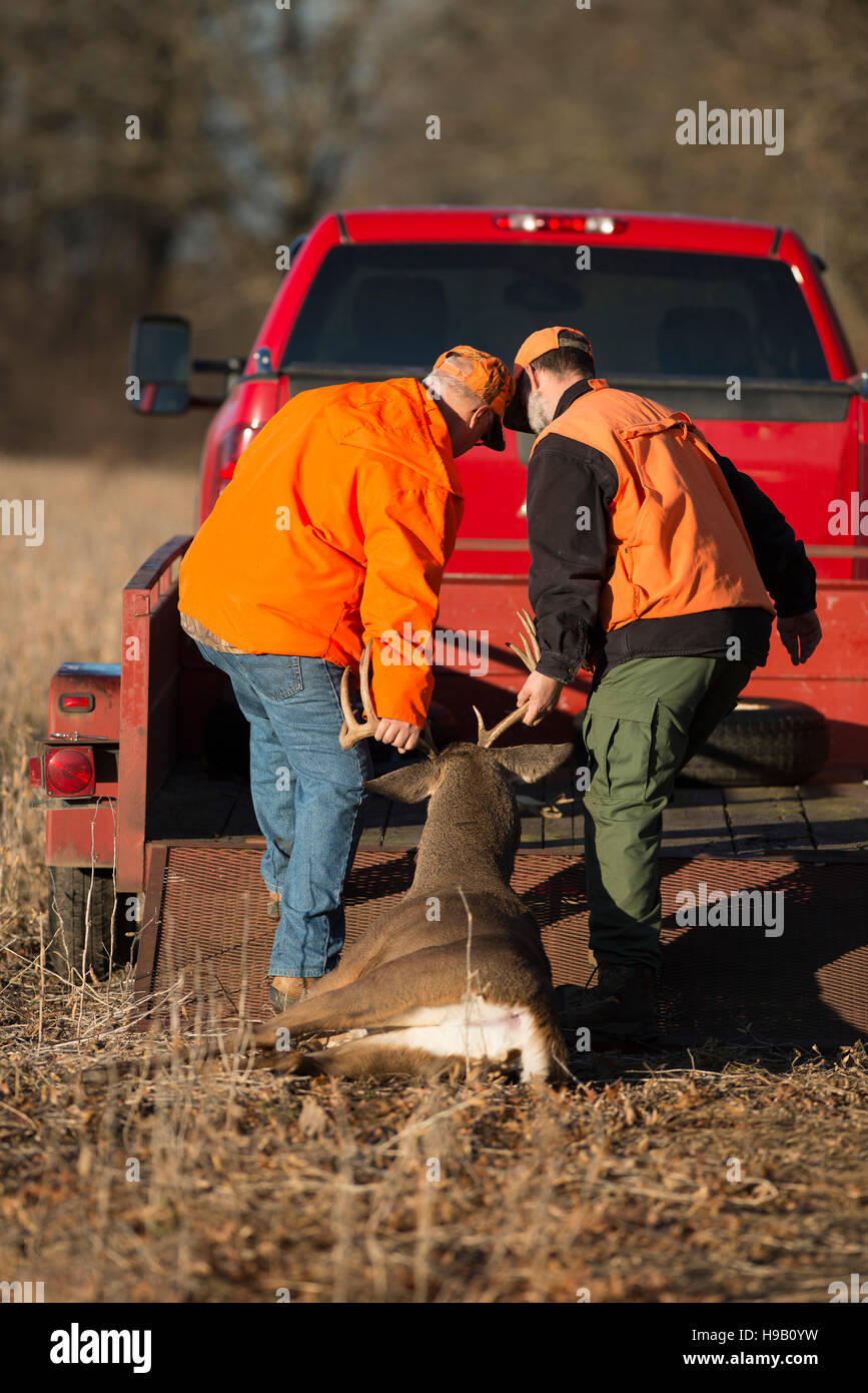 Hunter dragging whitetail buck deer hi-res stock photography and images ...
