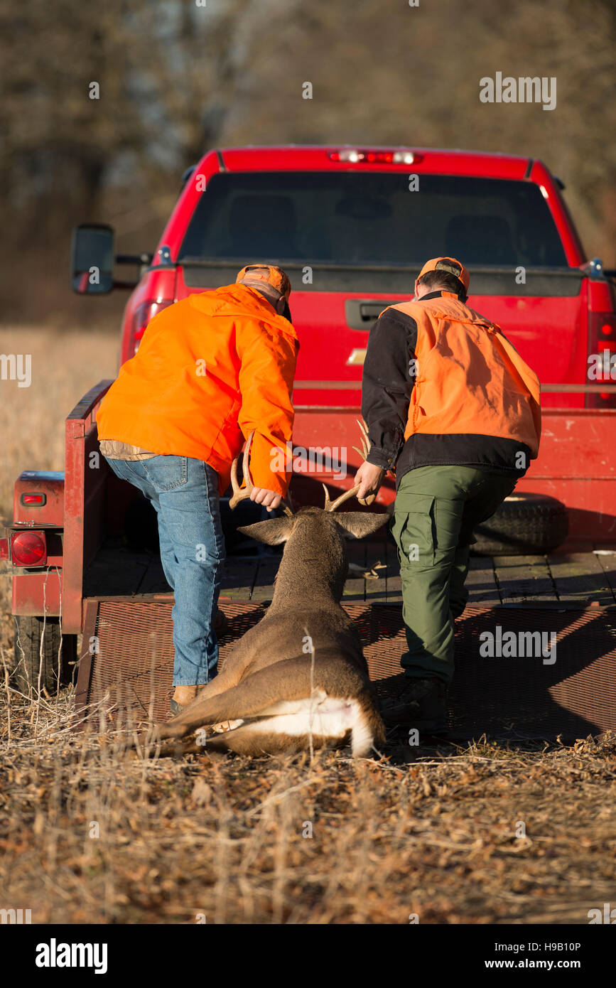 Hunter dragging whitetail buck deer hi-res stock photography and images ...