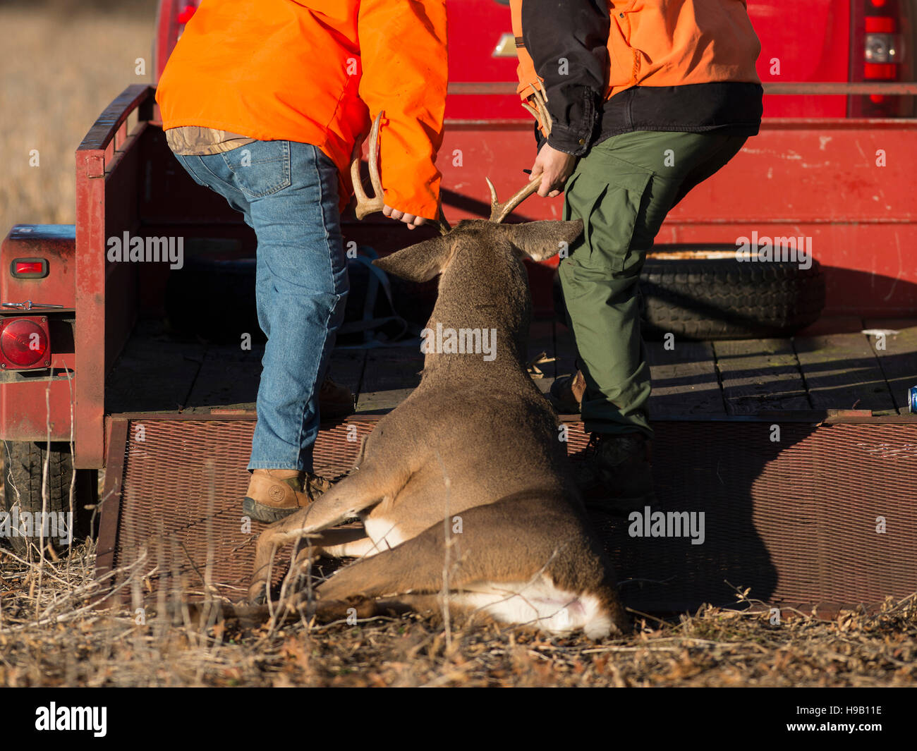 Hunter dragging whitetail buck deer hi-res stock photography and images ...