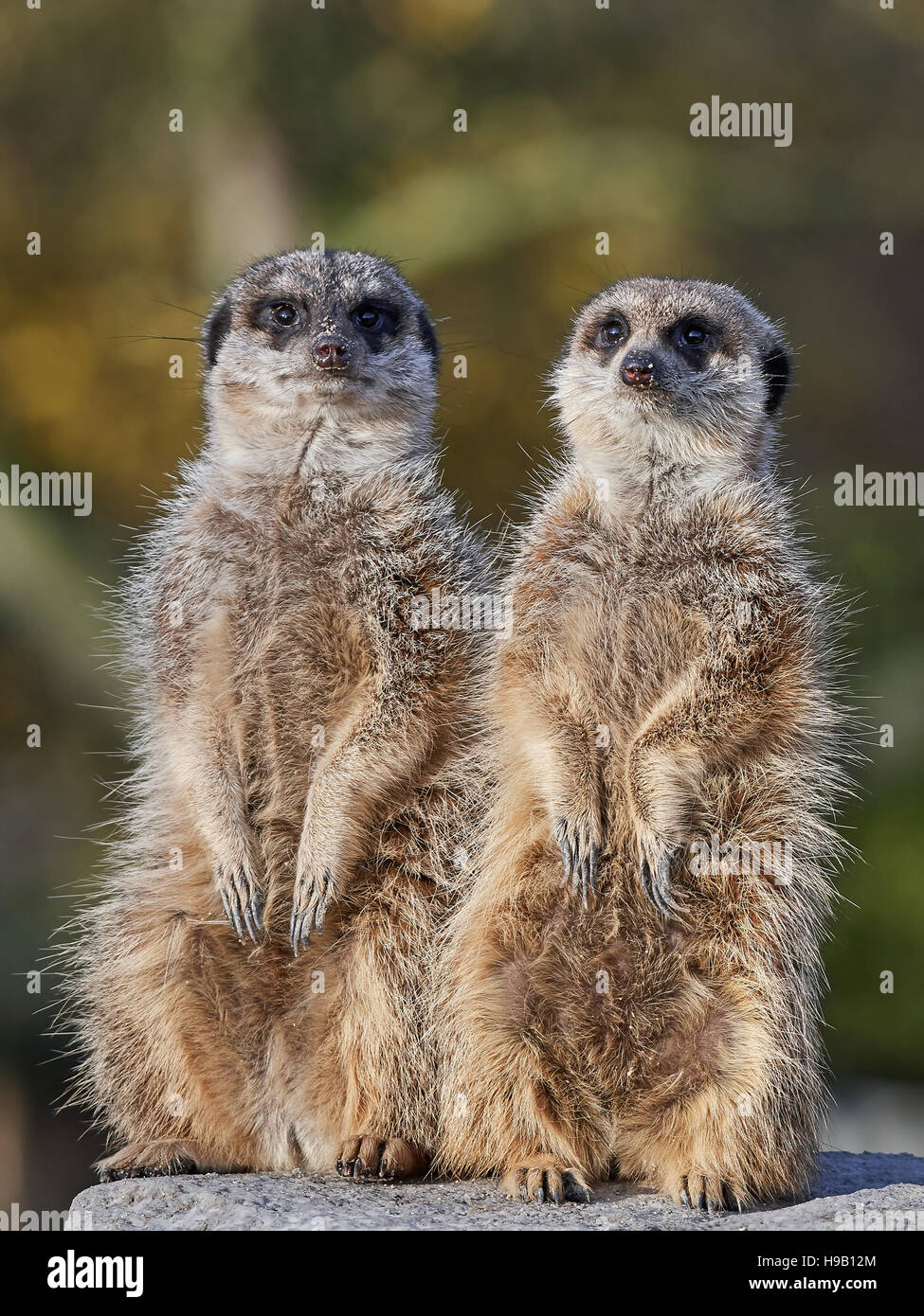 Meerkat habitat hi-res stock photography and images - Alamy