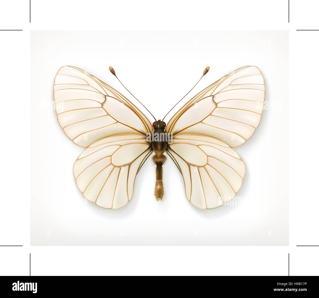 White butterfly, vector icon Stock Vector Image & Art - Alamy