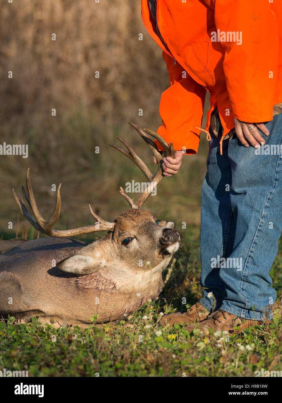 A deer hunter with a large Whitetail Buck Stock Photo - Alamy