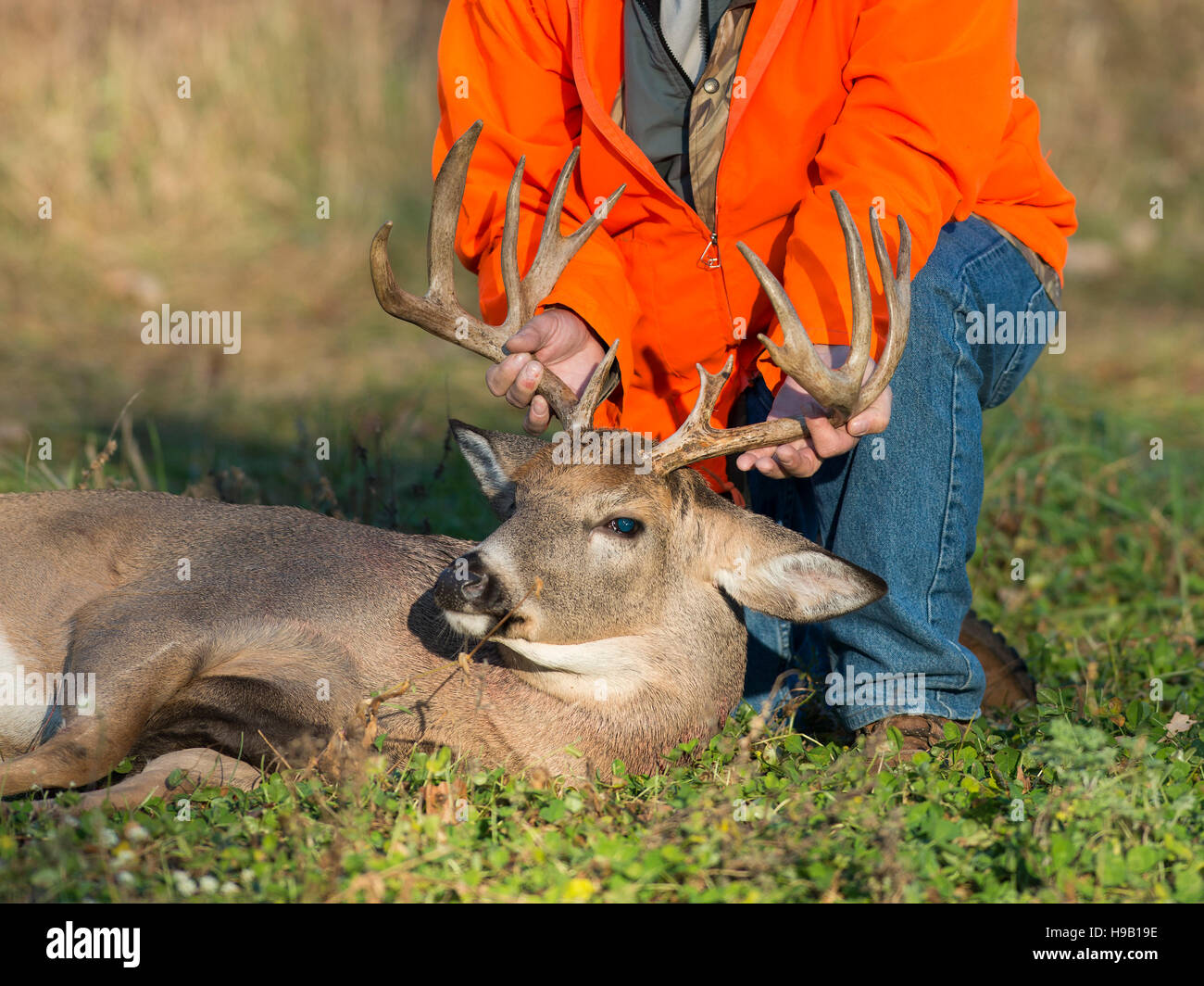 A deer hunter with a large Whitetail Buck Stock Photo - Alamy