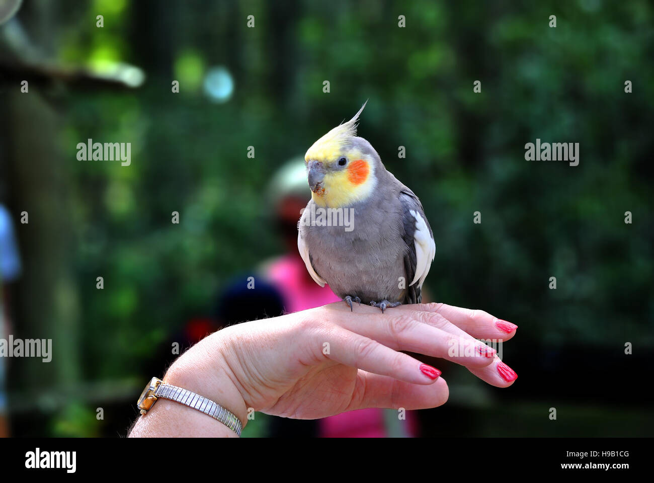 Male cockatiel hi-res stock photography and images - Alamy