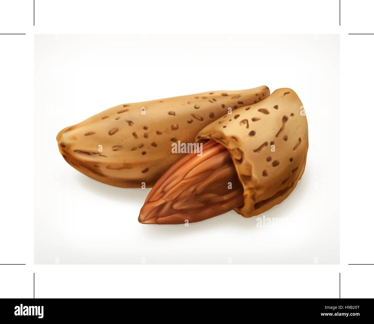 Almonds in shell Stock Vector Images - Alamy