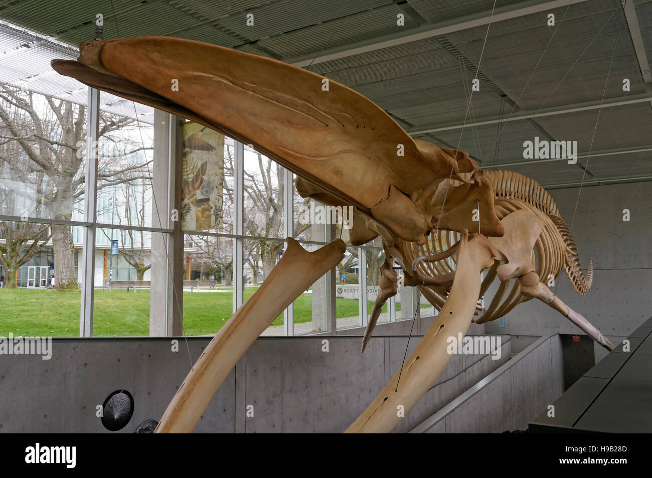 Blue whale skeleton hi-res stock photography and images - Alamy