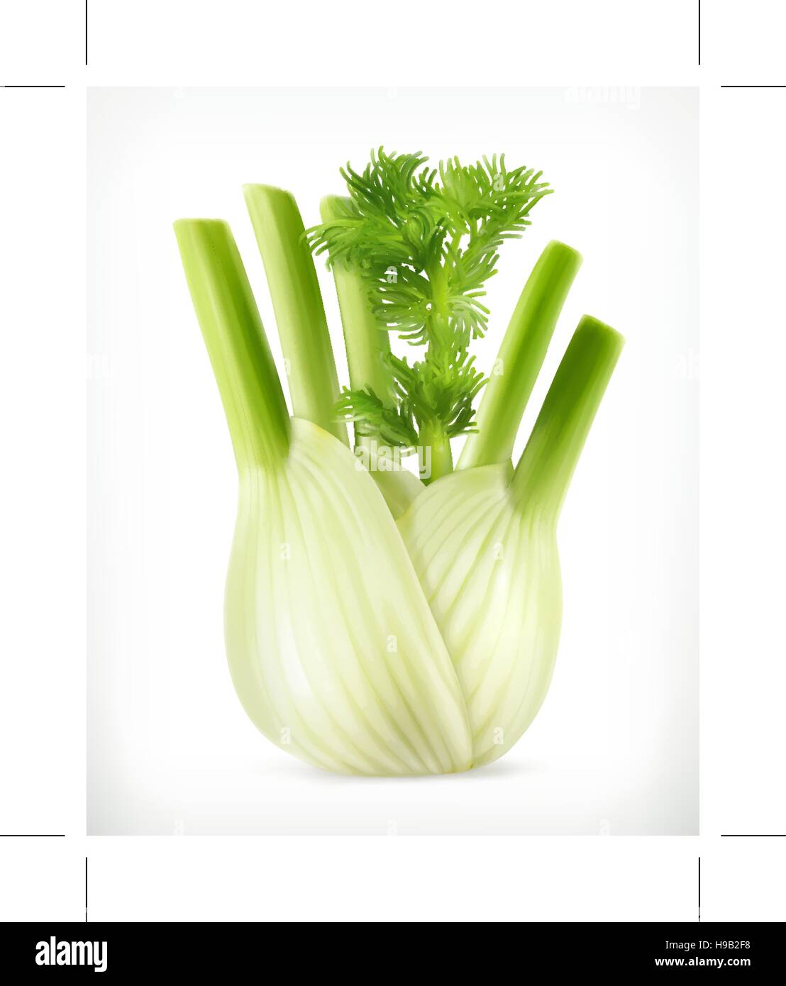 Fennel vector hi-res stock photography and images - Alamy