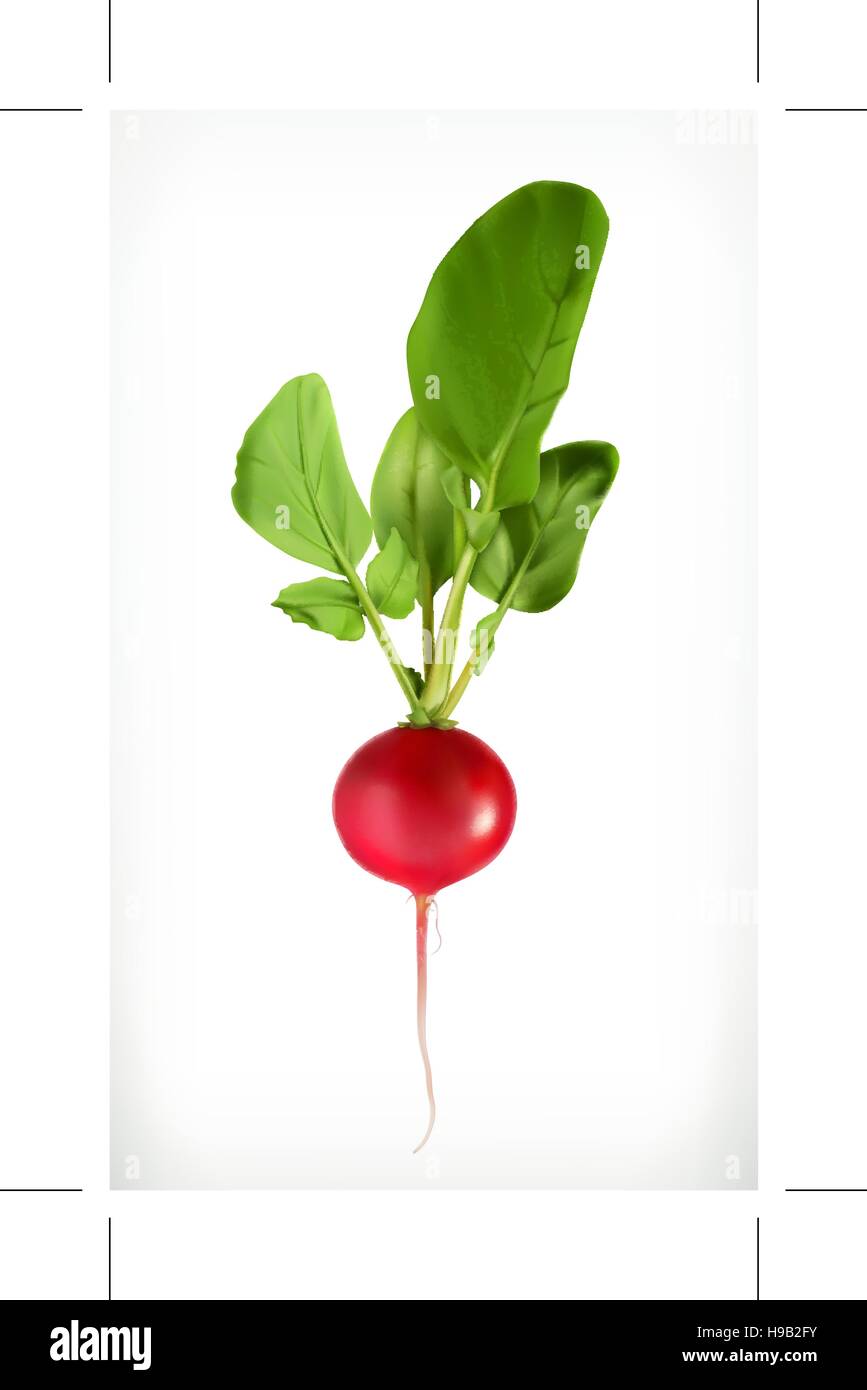 Radish, vector object Stock Vector Image & Art - Alamy