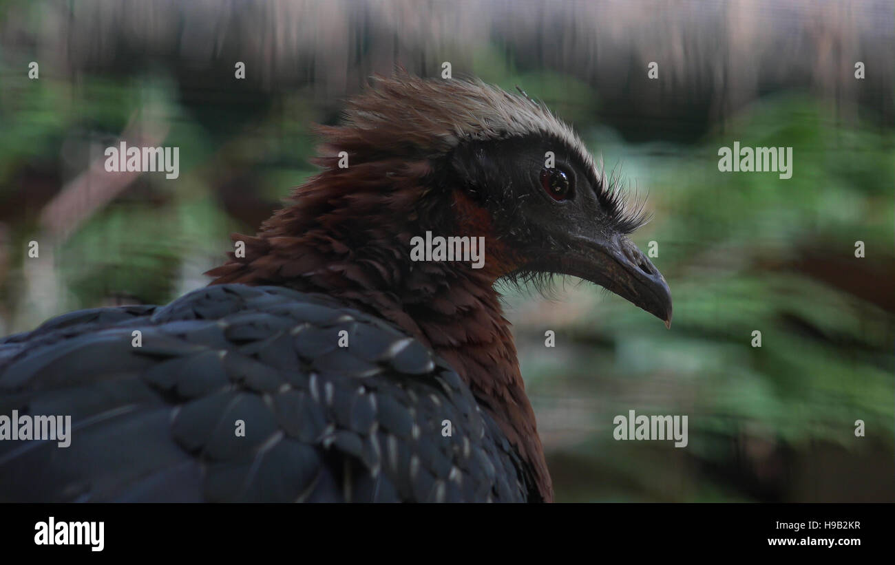 White Crested Guan High Resolution Stock Photography and Images - Alamy