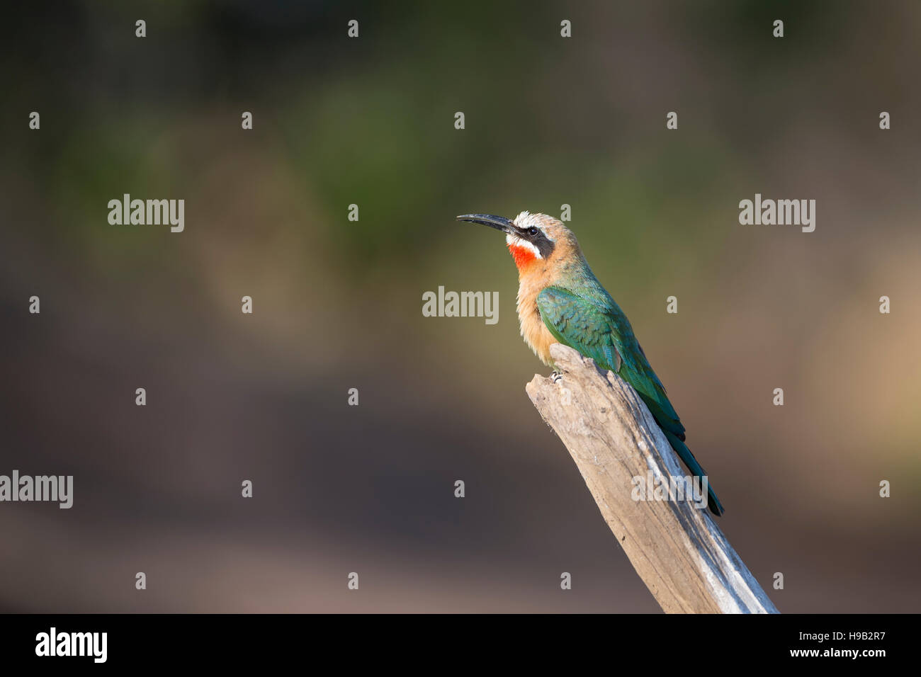 African bee eater hi-res stock photography and images - Alamy