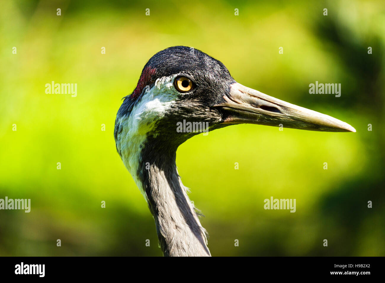 Most beautiful crane hi-res stock photography and images - Alamy