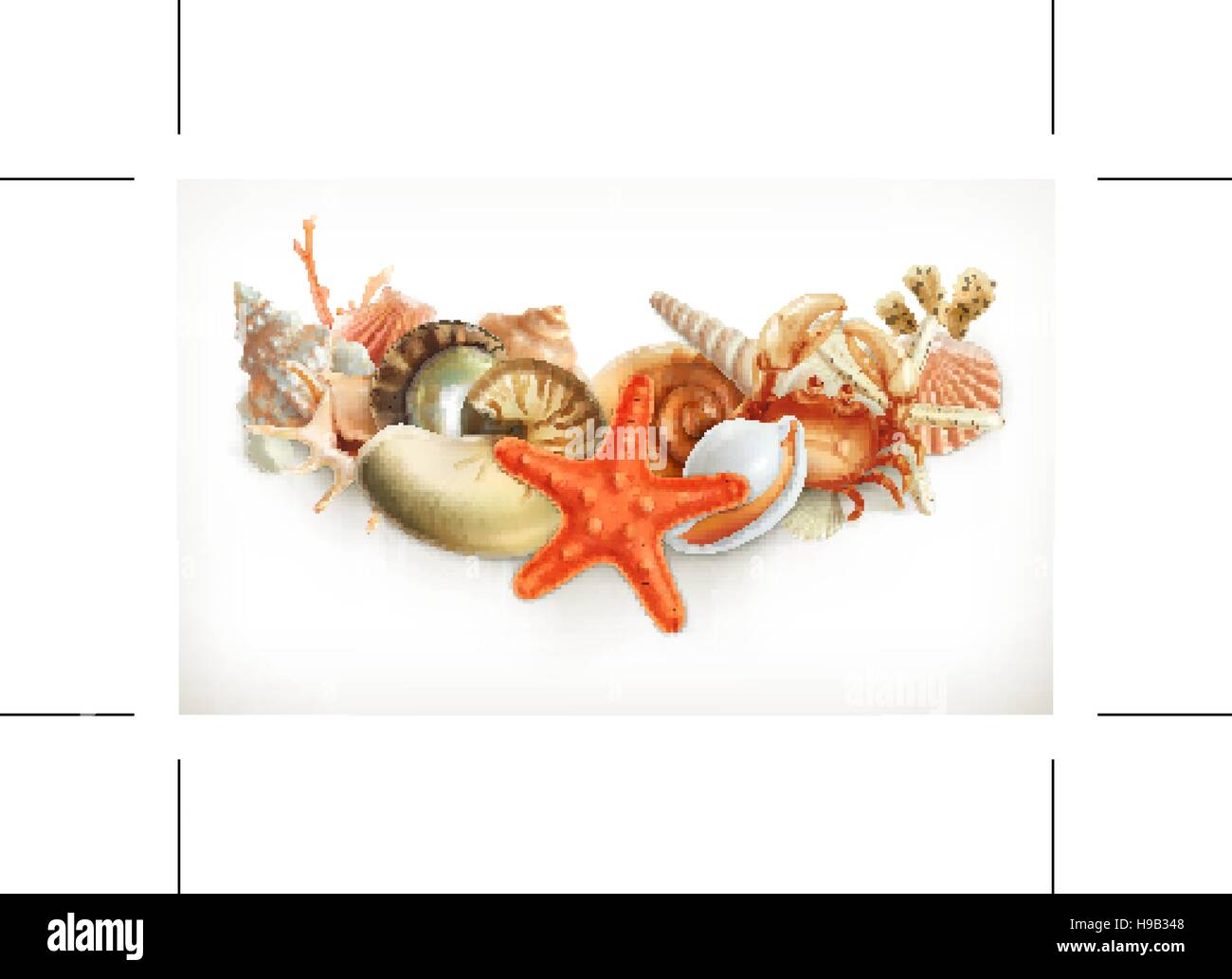 Seashells set starfish scallop Stock Vector Images - Alamy