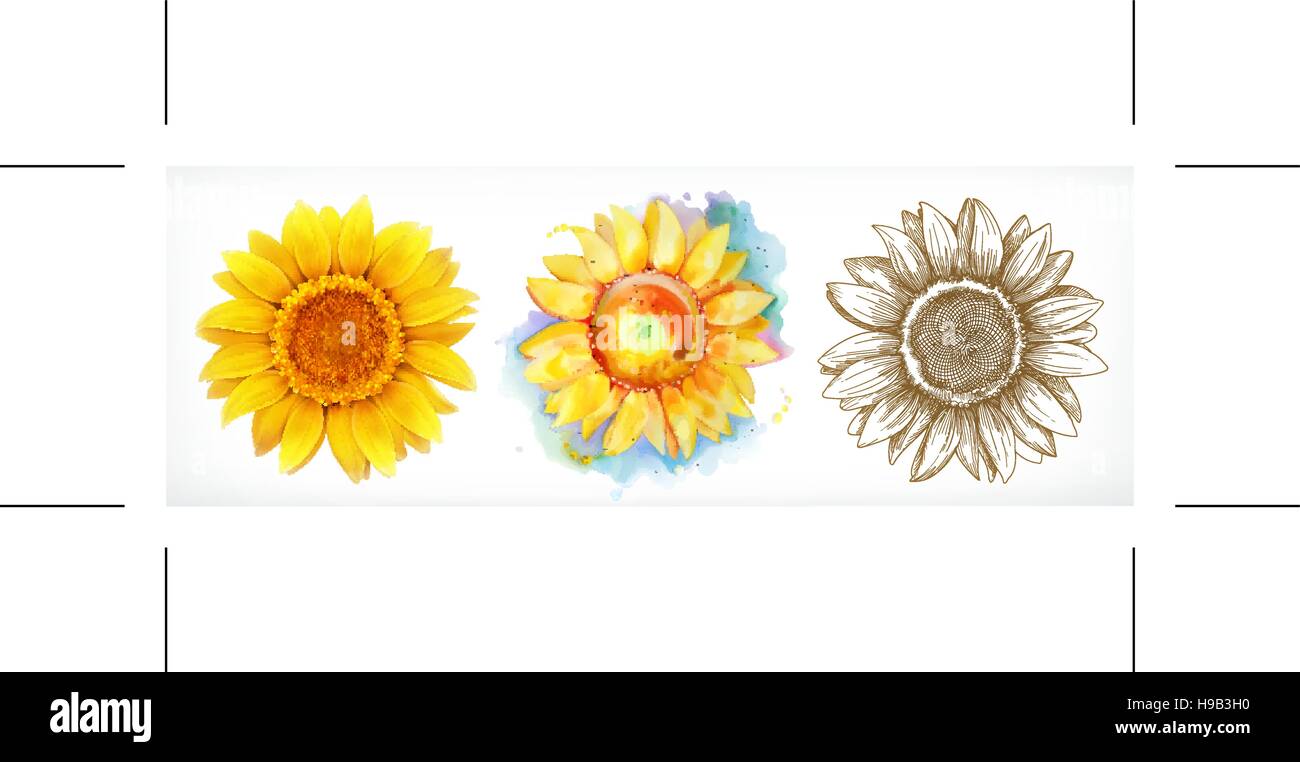 Sunflower, different styles, vector drawing, icon set Stock Vector ...