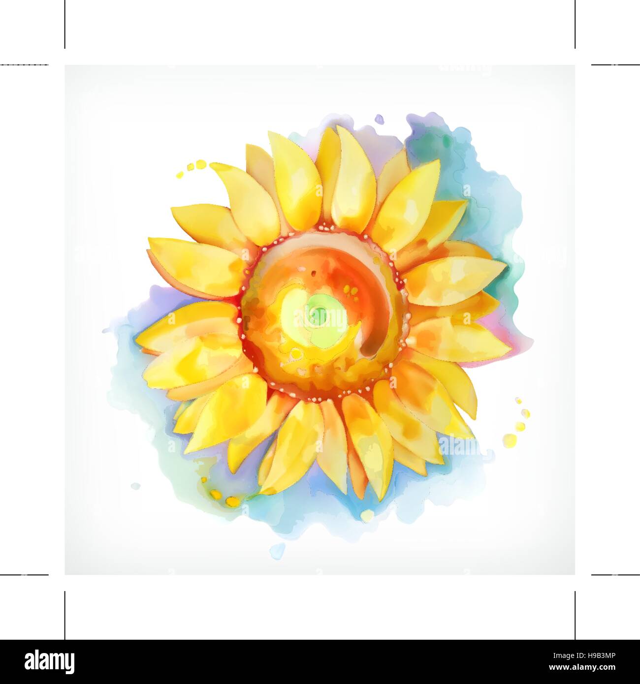 Sunflower on white vector vectors Stock Vector Images - Alamy