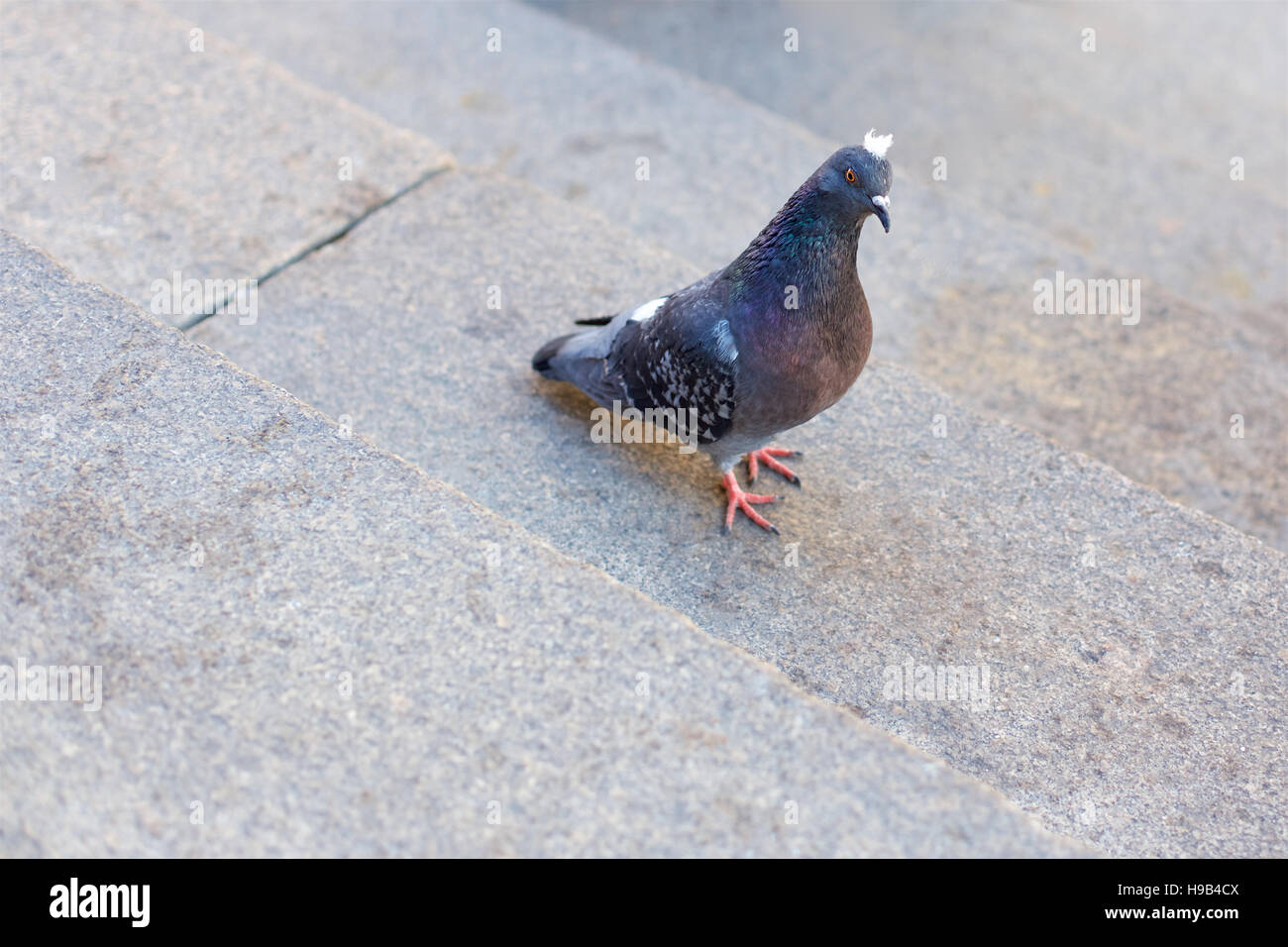 City pigeon on stone steps Stock Photo - Alamy