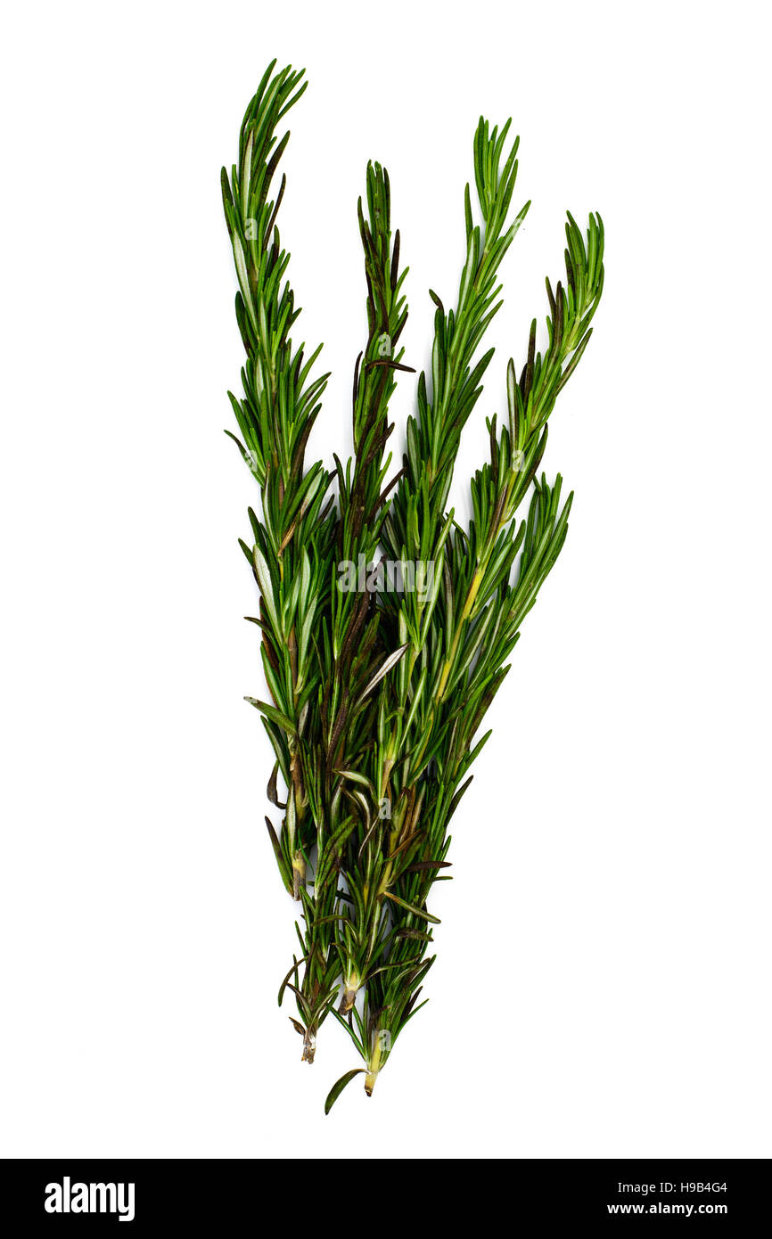 Rosemary Isolated on White Background Stock Photo - Alamy