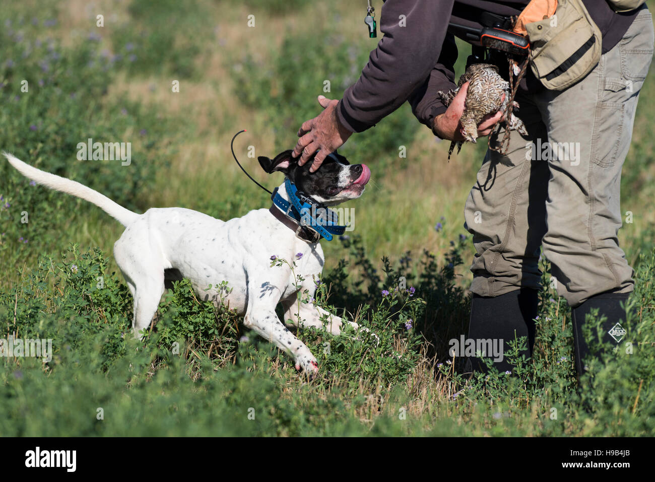 An English Pointer out hunting in North Dakota Stock Photo - Alamy
