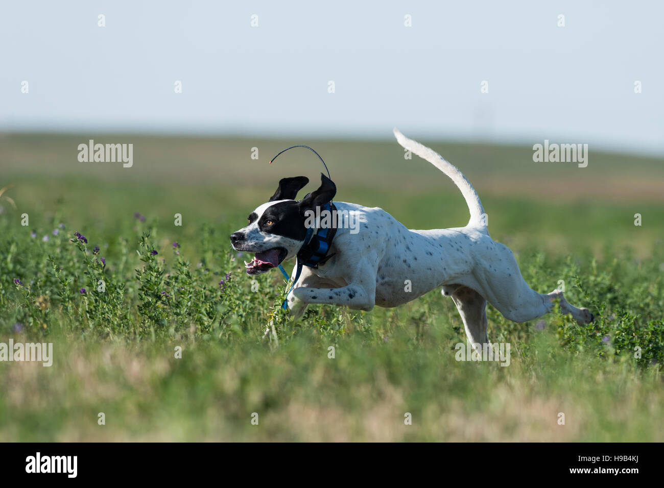 An English Pointer out hunting in North Dakota Stock Photo - Alamy