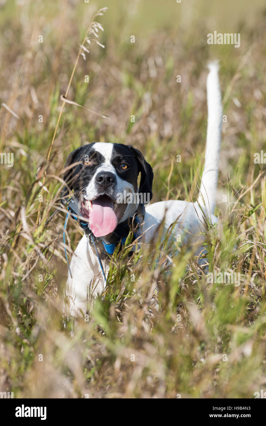English Pointer Running High Resolution Stock Photography and Images ...