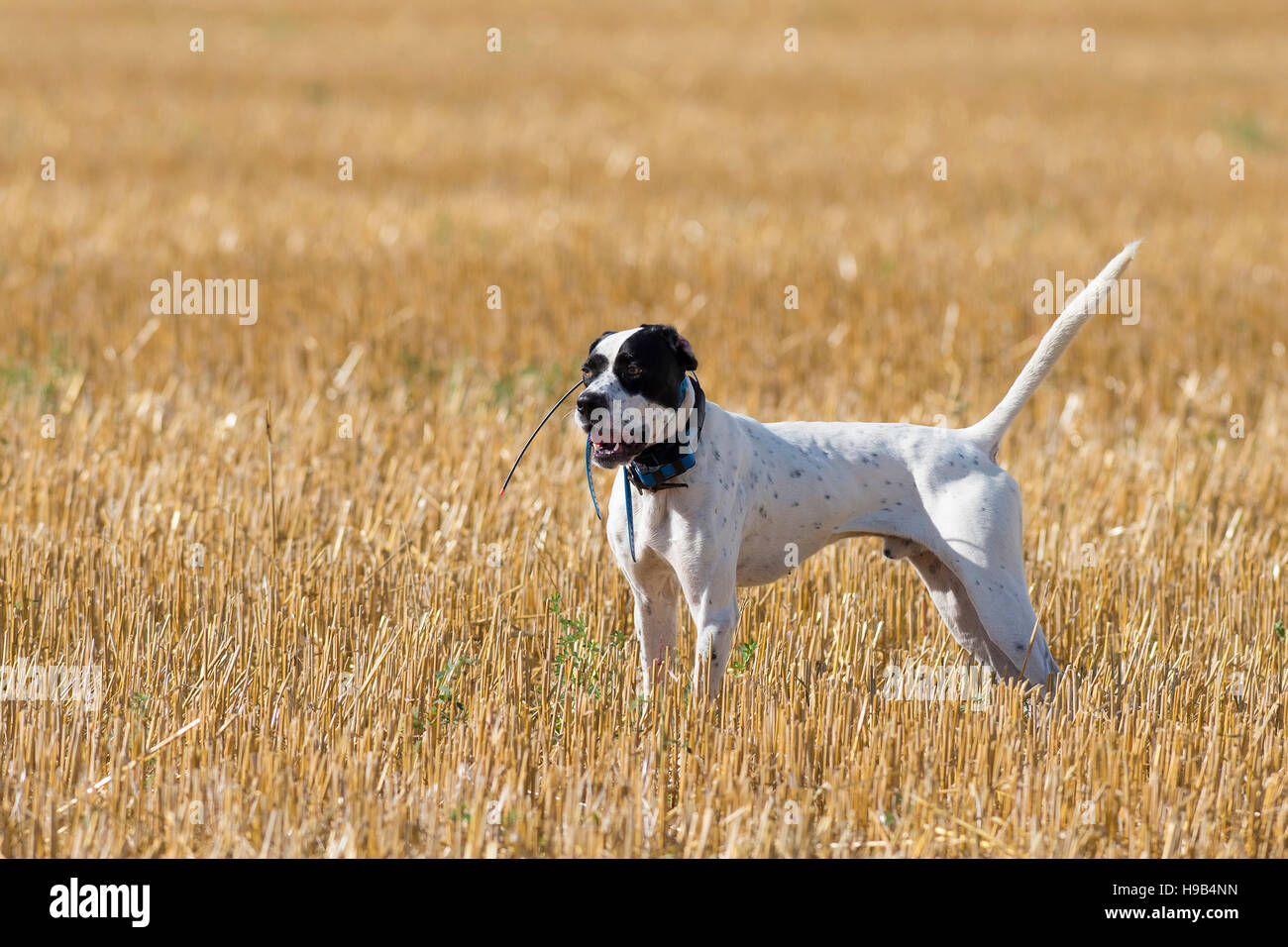 An English Pointer out hunting in North Dakota Stock Photo - Alamy