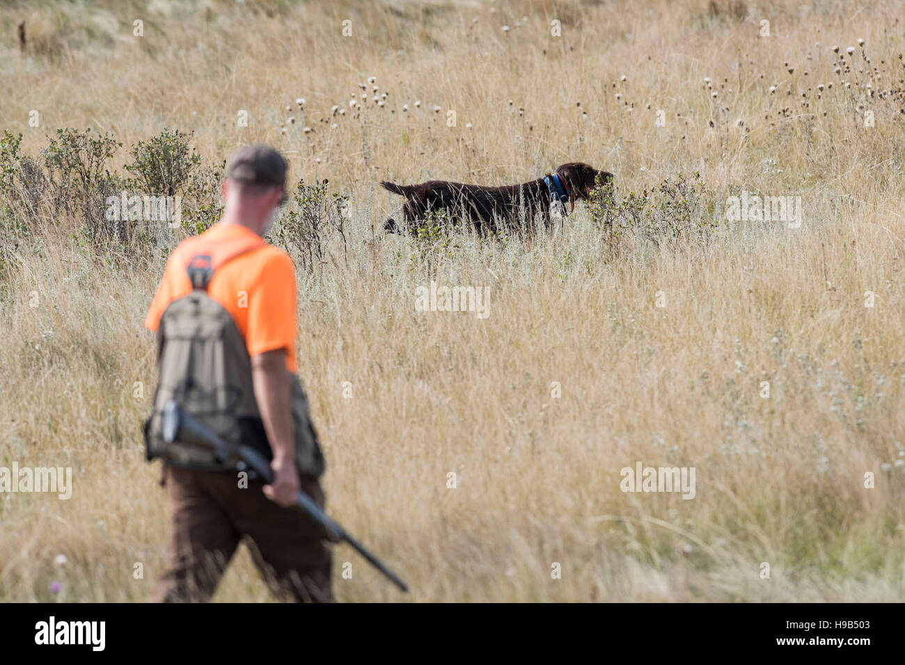 A bird hunter on a nice autumn day Stock Photo - Alamy
