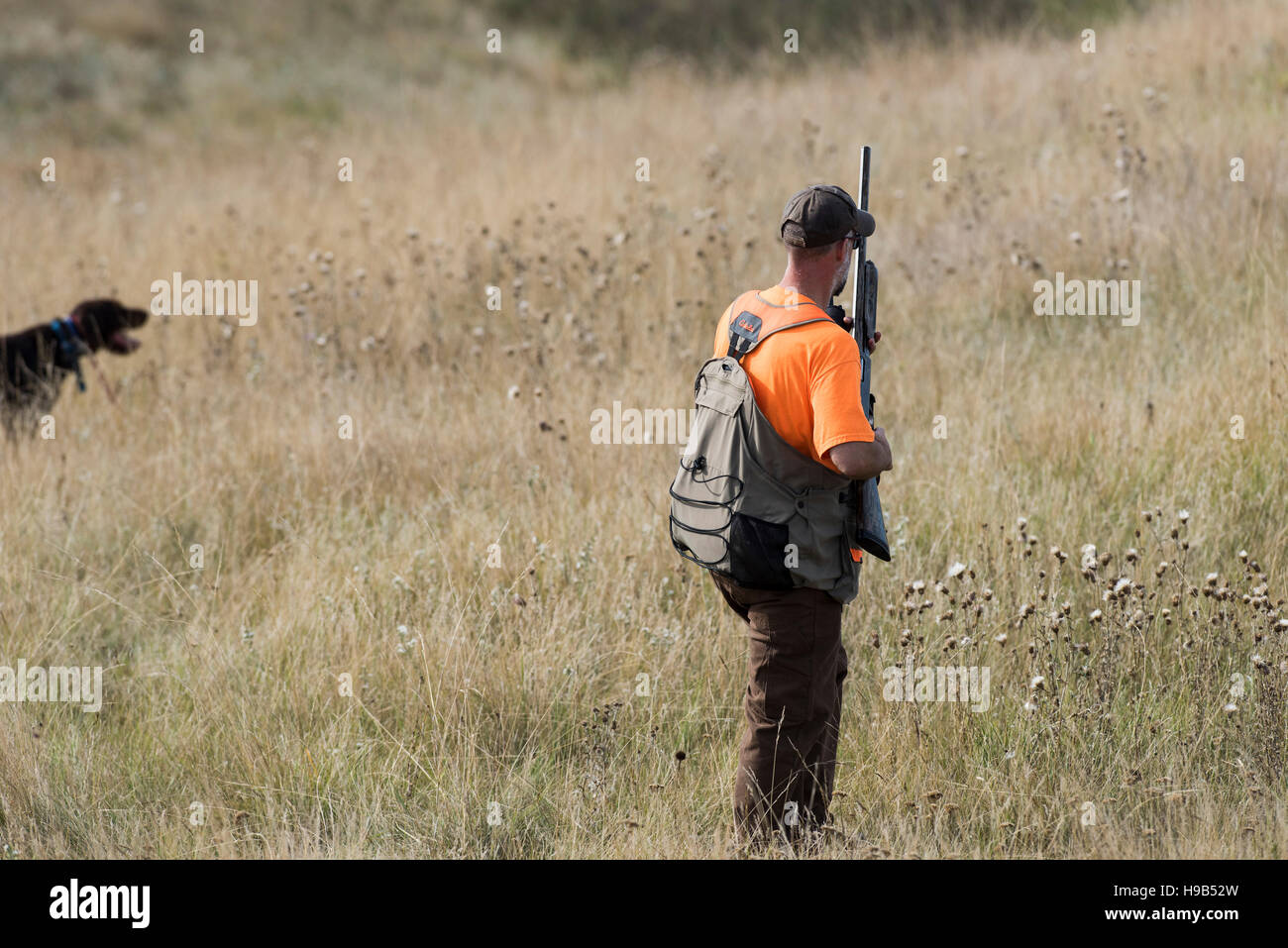 A bird hunter on a nice autumn day Stock Photo - Alamy