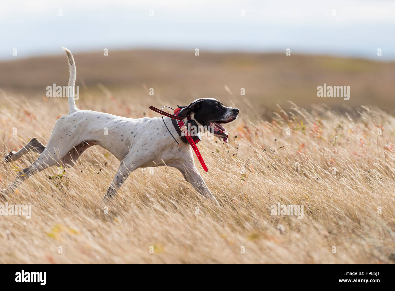 An English Pointer out hunting in North Dakota Stock Photo - Alamy