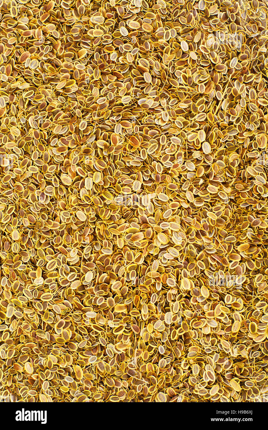 Dried Fennel Seeds Studio Photo Stock Photo - Alamy