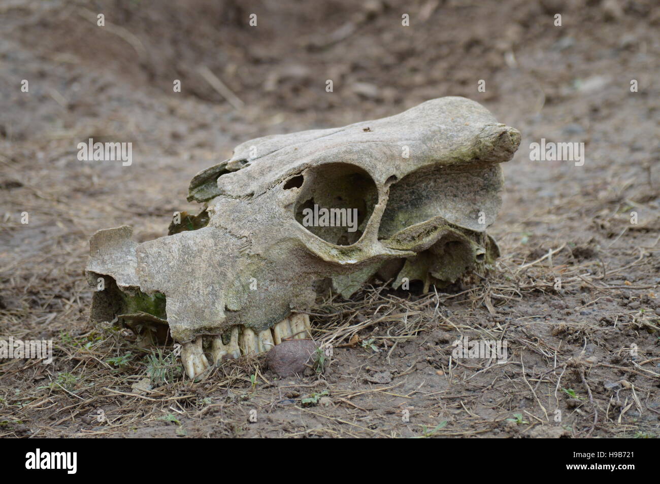 Skull in the Dirt Stock Photo - Alamy