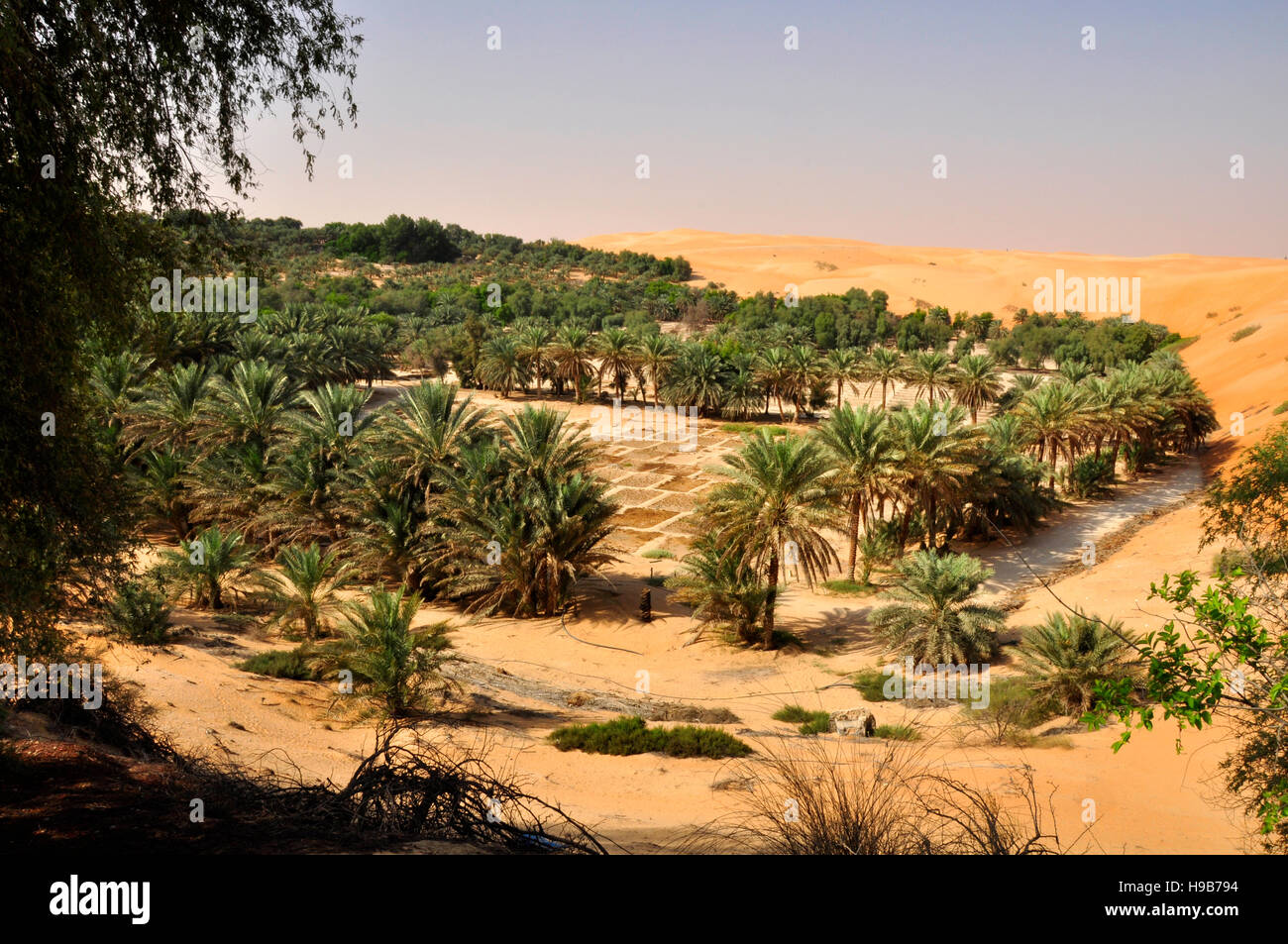 Arabian desert oasis hi-res stock photography and images - Alamy