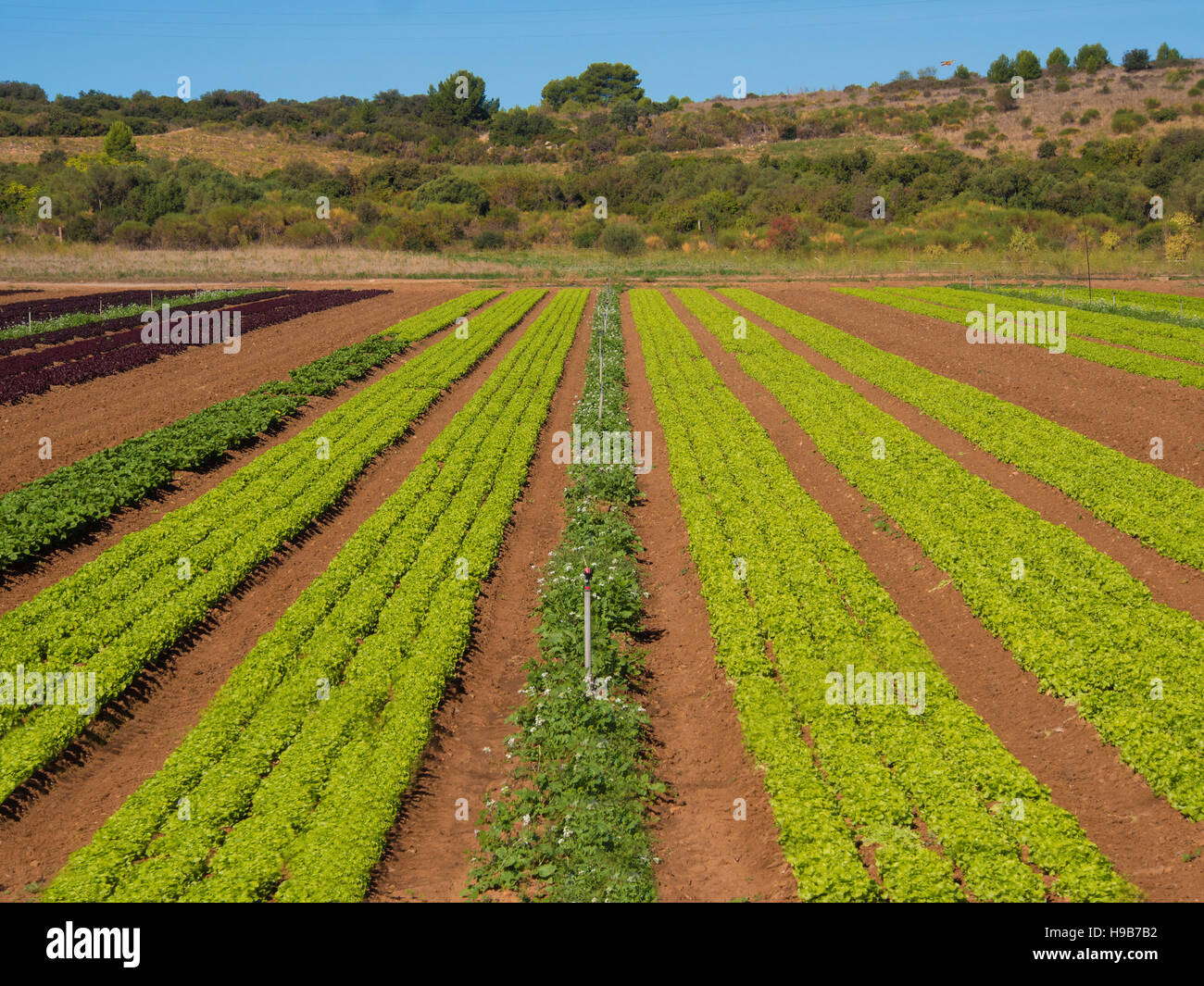 Green lettuce field hi-res stock photography and images - Alamy